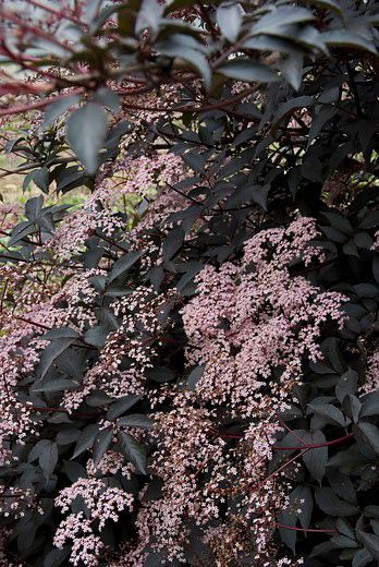 The best black plants: introduce dark and dramatic colours to your ...