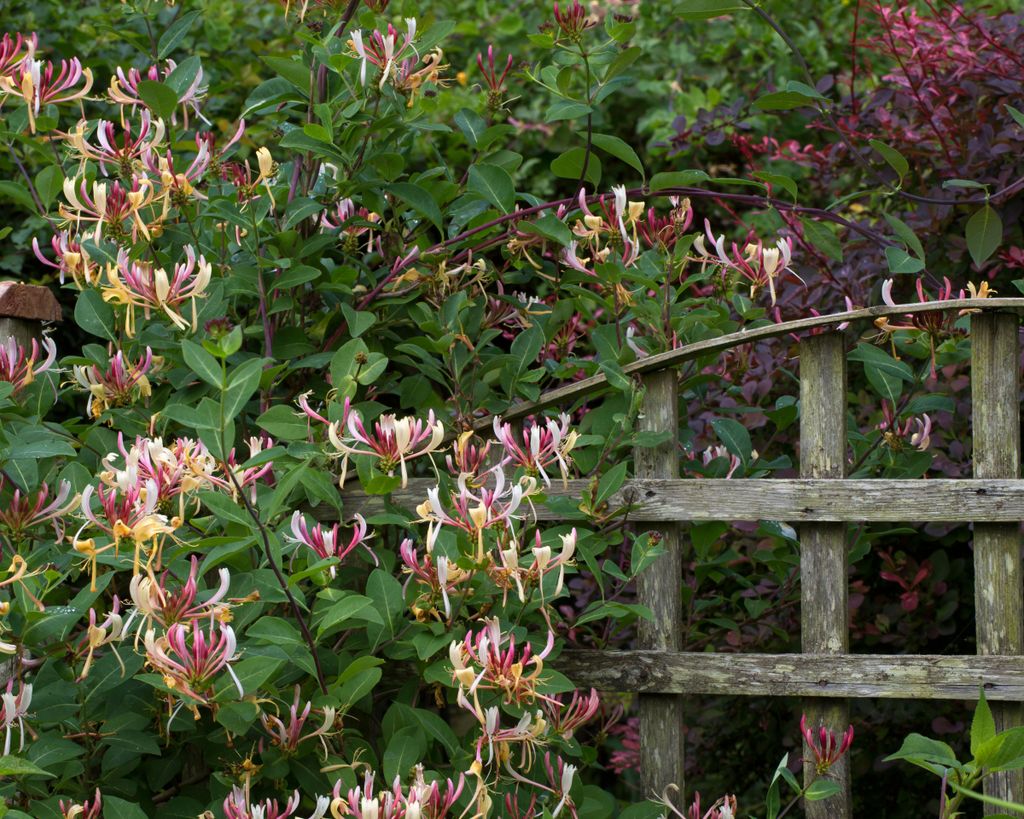 How to grow honeysuckle: when, where and varieties to plant | Homes and ...