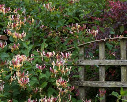 How to grow honeysuckle: when, where and varieties to plant | Homes and ...