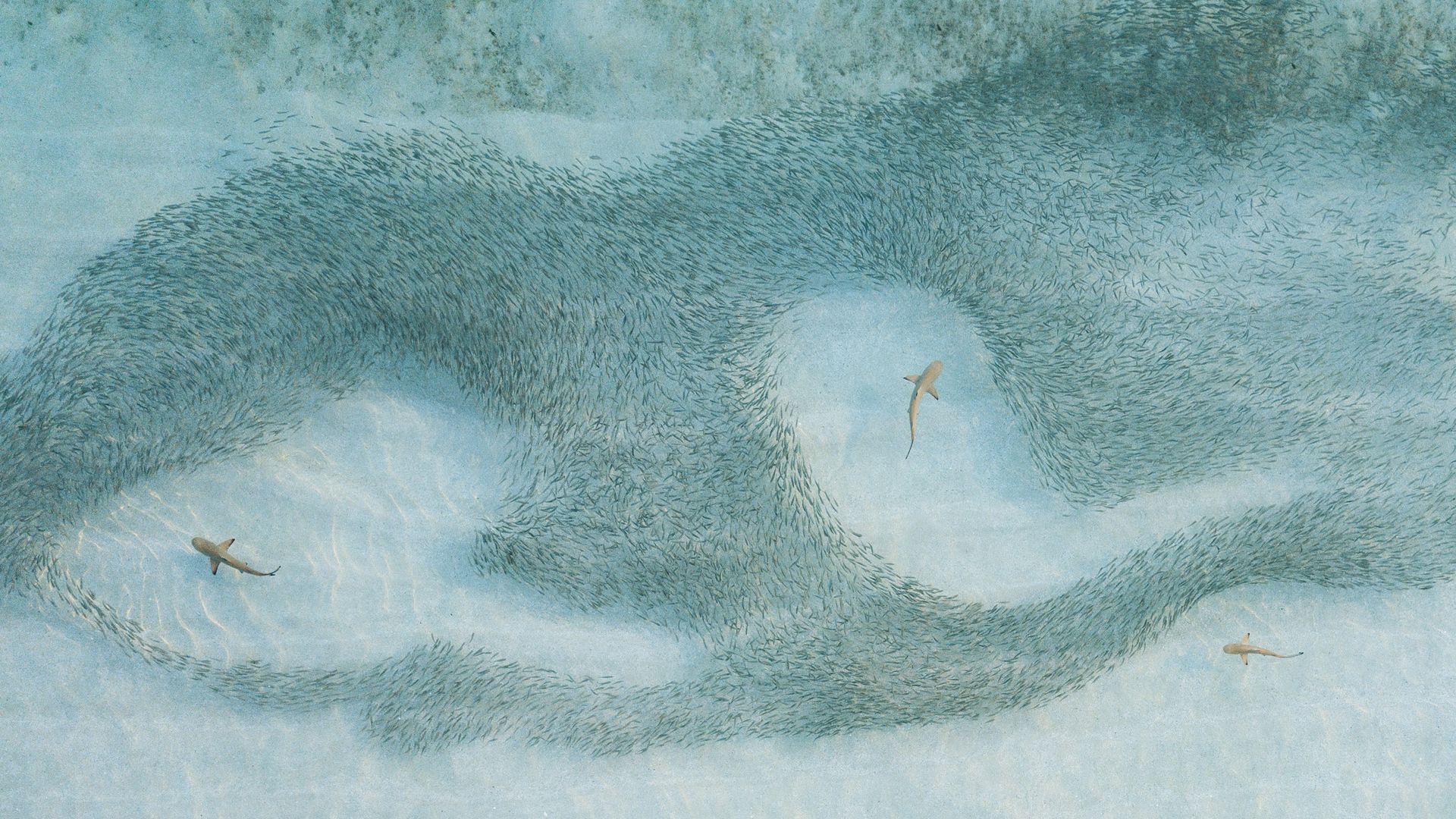 Under the sea: 50 breathtaking images from our oceans | Live Science