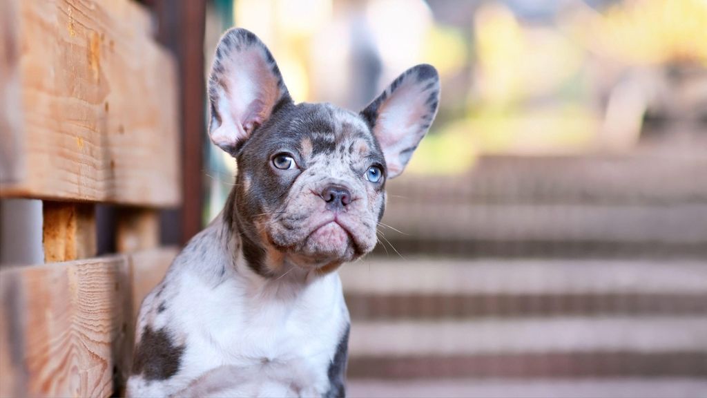 20 laziest dog breeds | PetsRadar