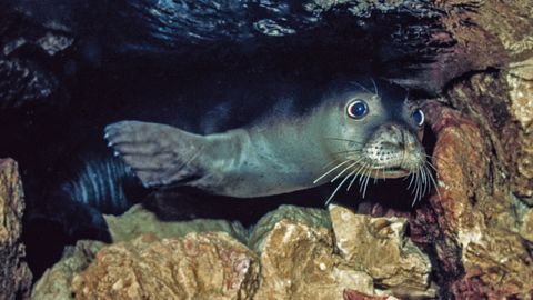 Underwater camera footage reveals hiding spot of critically endangered ...