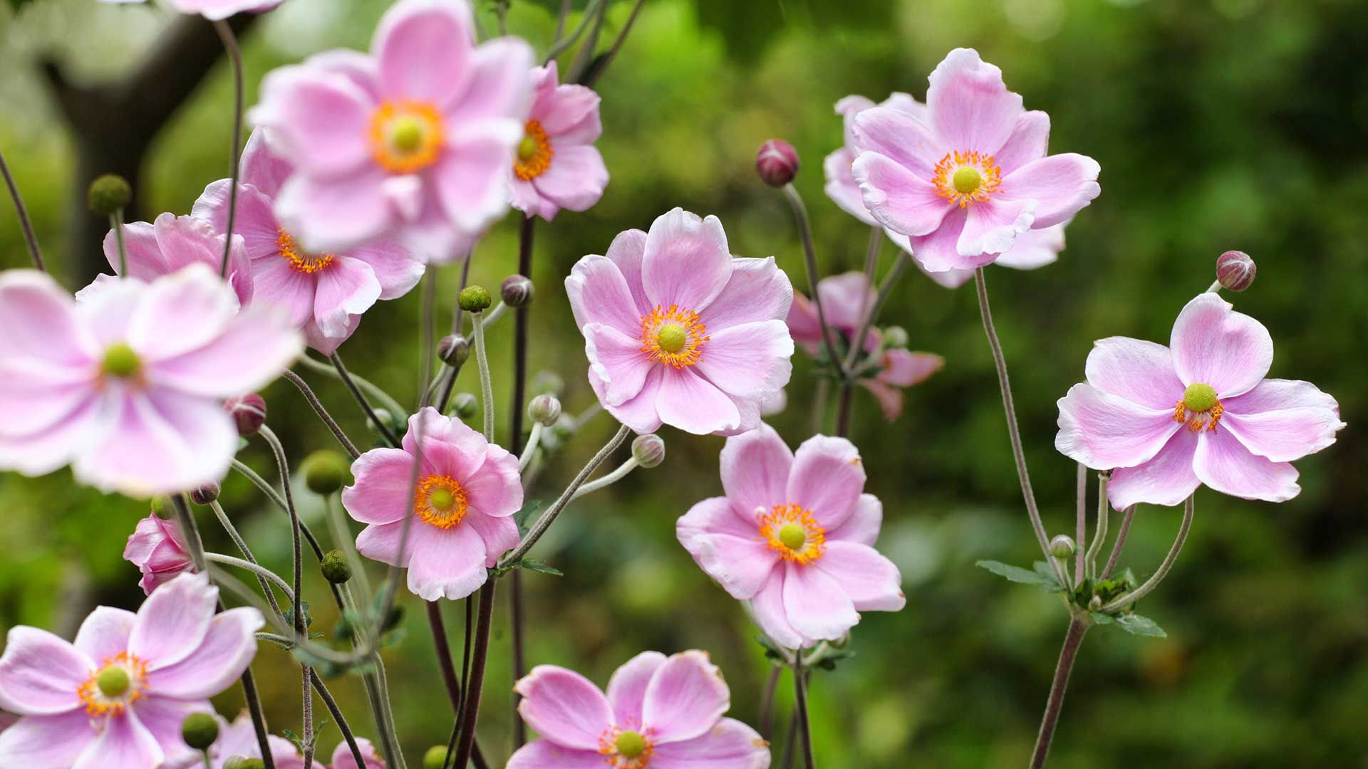 8 late summer flowers recommended by gardening experts | Woman & Home