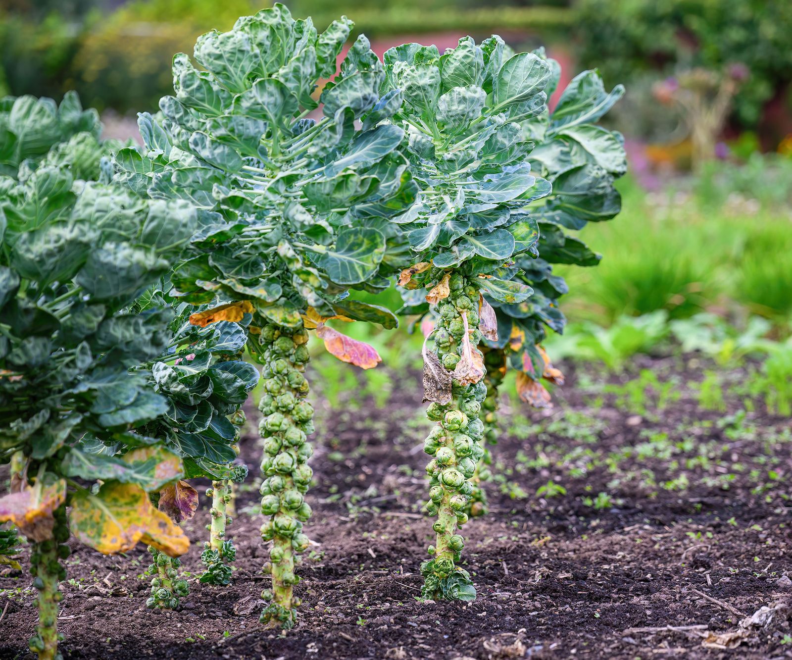 Plant For Extreme Weather: Resilient Plants You Can Grow | Gardening ...