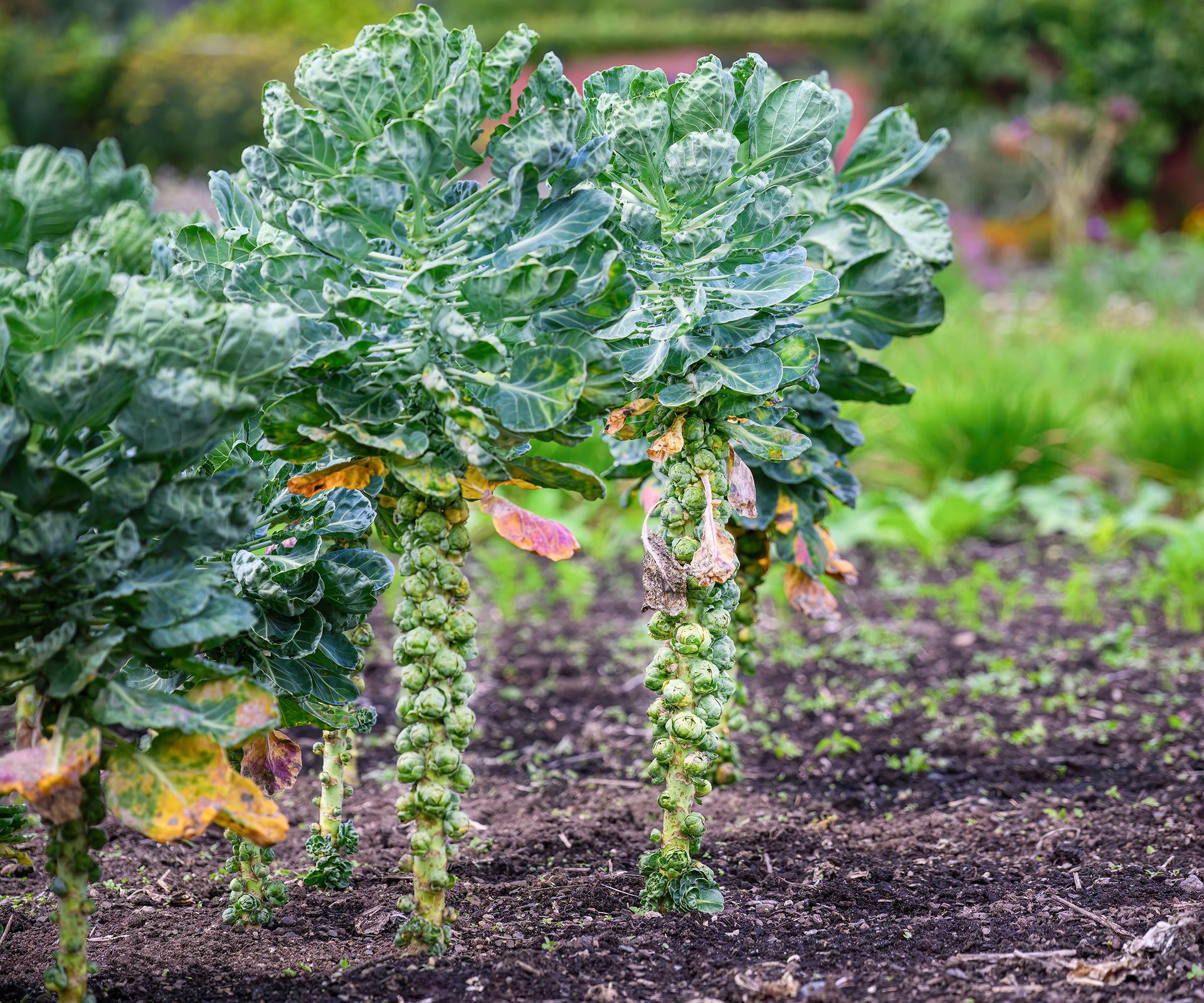Plant For Extreme Weather: Resilient Plants You Can Grow | Gardening ...