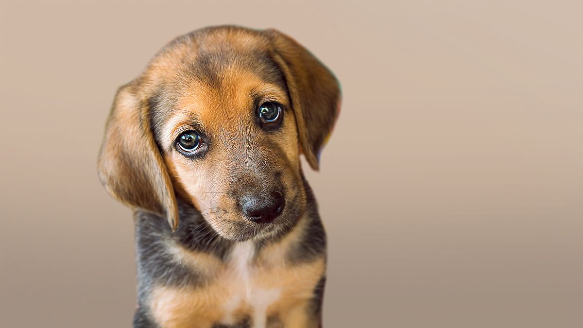 32 best things about owning a dog | PetsRadar