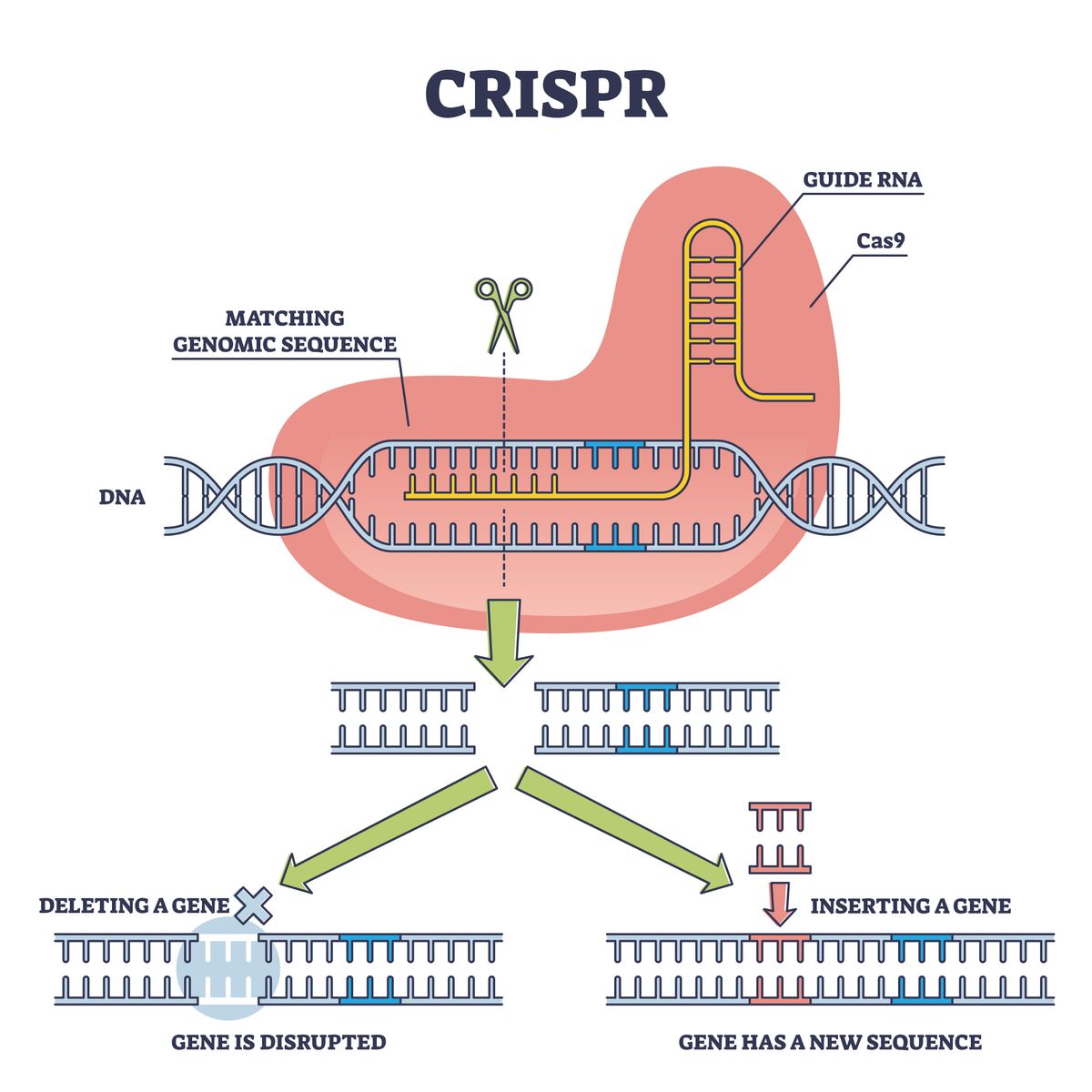 CRISPR 'will provide cures for genetic diseases that were incurable before,' says renowned ...