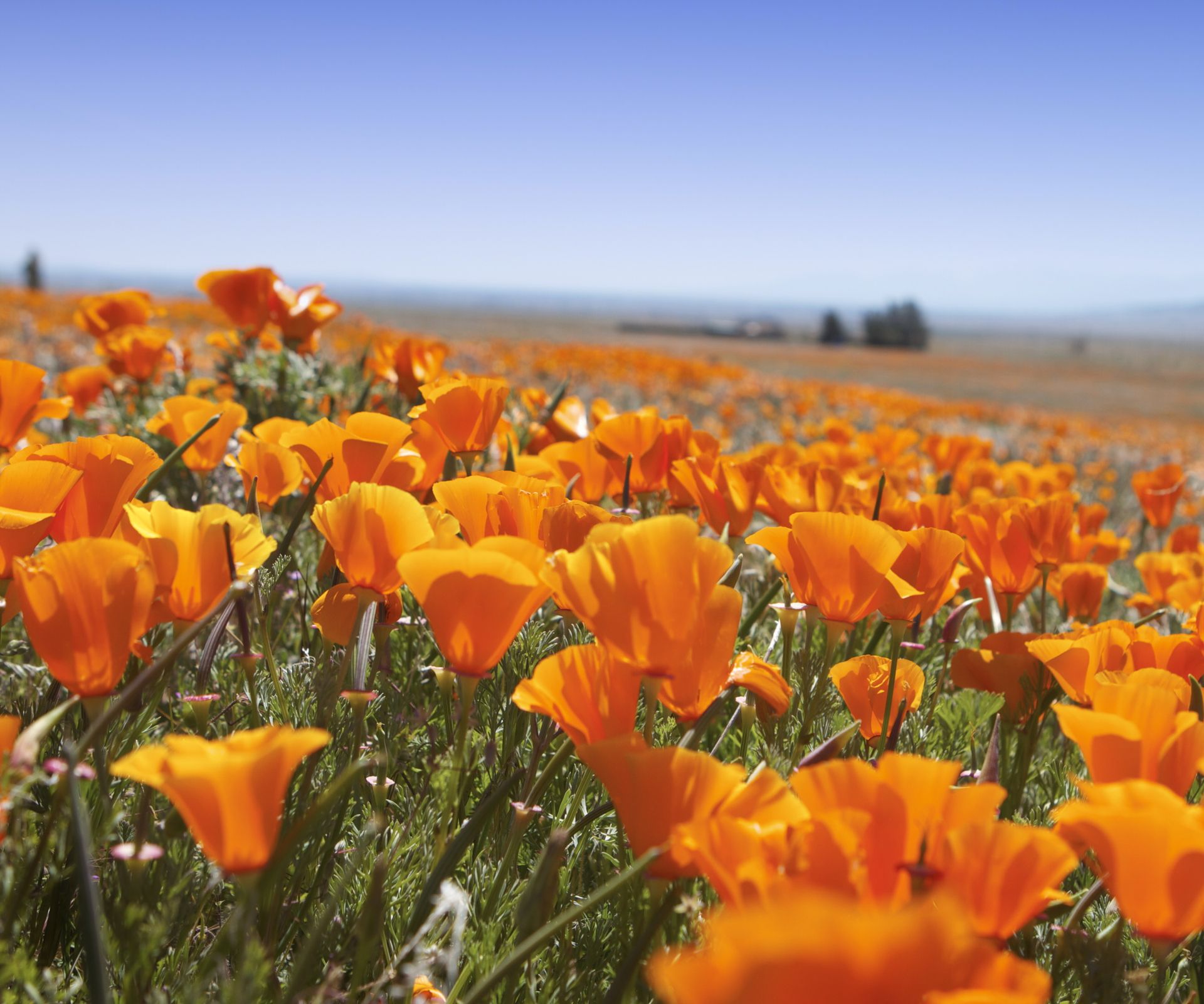 How to grow California poppies: an expert guide | Homes and Gardens