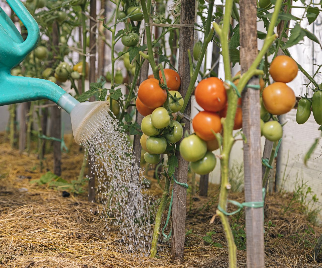 How to increase tomato yields in 10 easy and sure-fire ways | Homes and ...