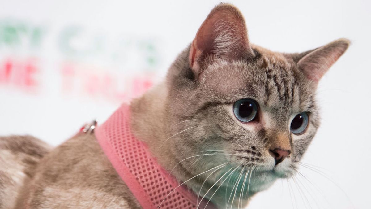 15 of the most famous cats (and how they rose to stardom) | PetsRadar