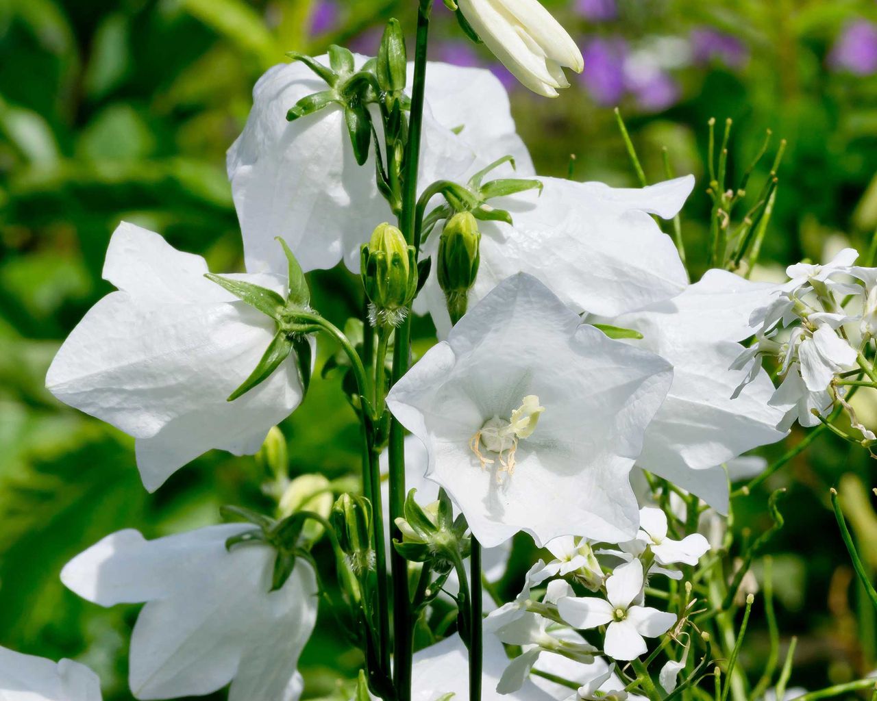 Campanula varieties: 15 top choices | Gardeningetc
