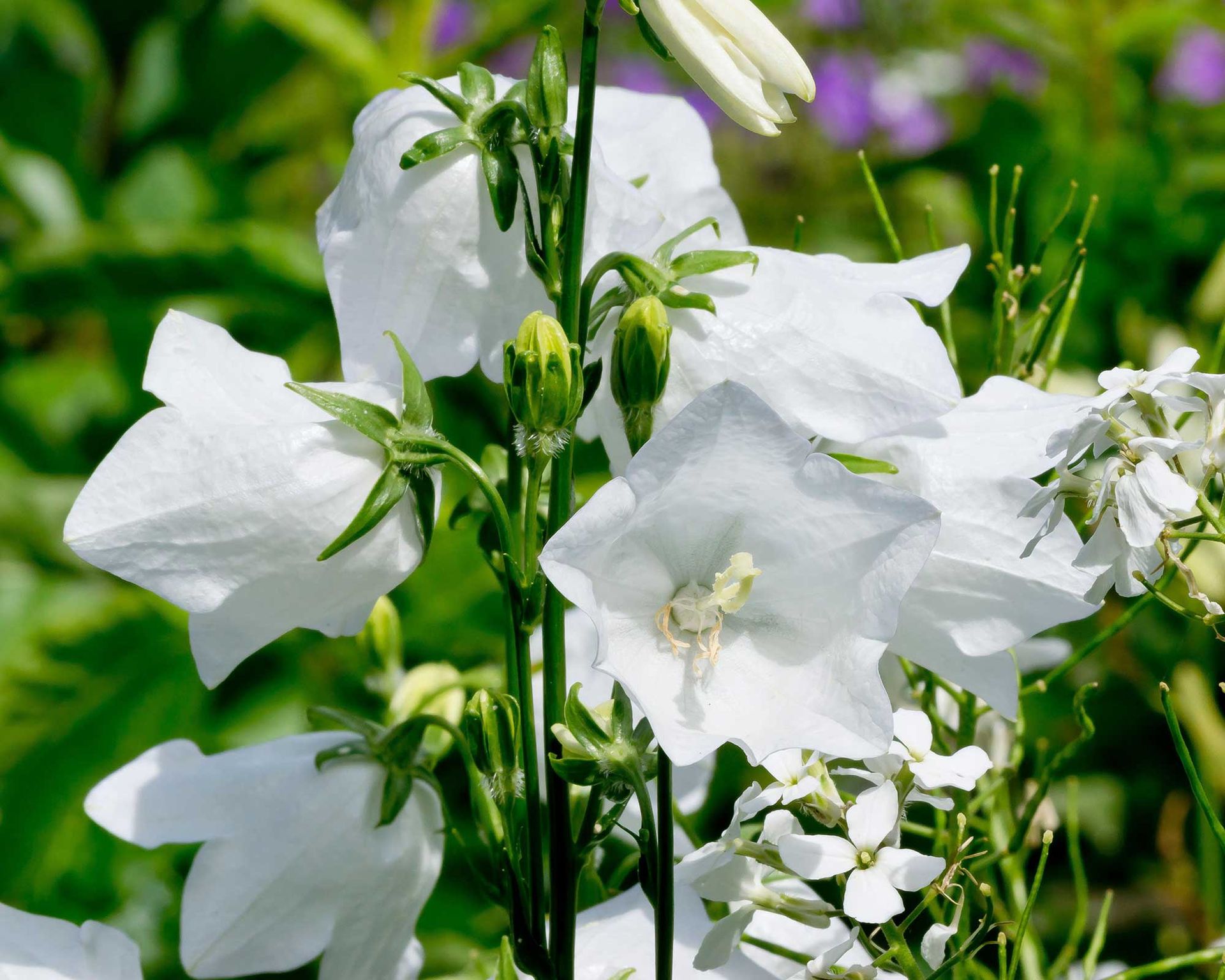 Campanula varieties: 15 top choices | Gardeningetc