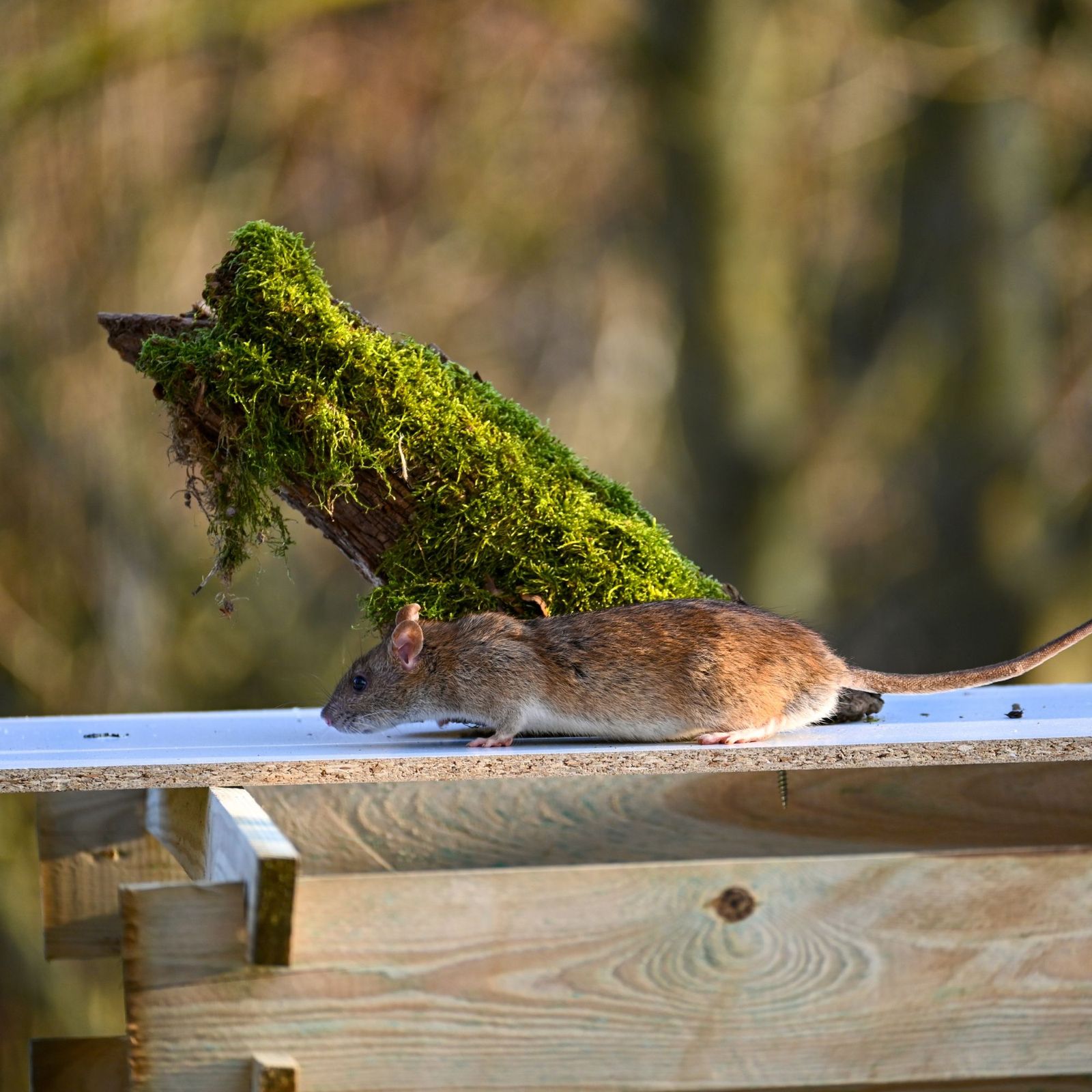 How to keep rats out of a compost bin, according to experts | Ideal Home