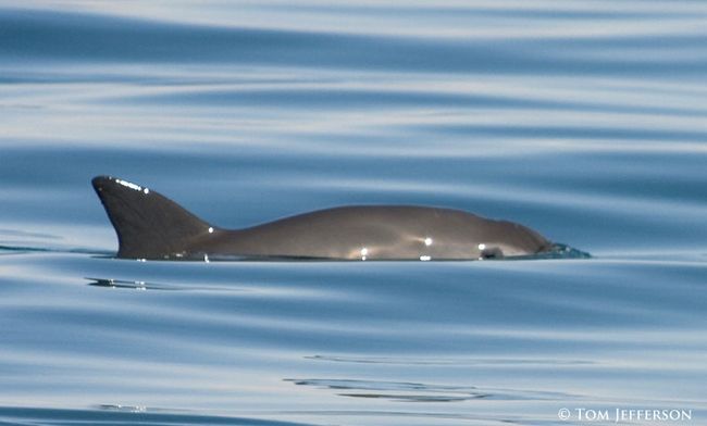 In Photos: The World's Most Endangered Marine Mammal | Live Science