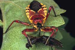 Secret Weapons | Live Science