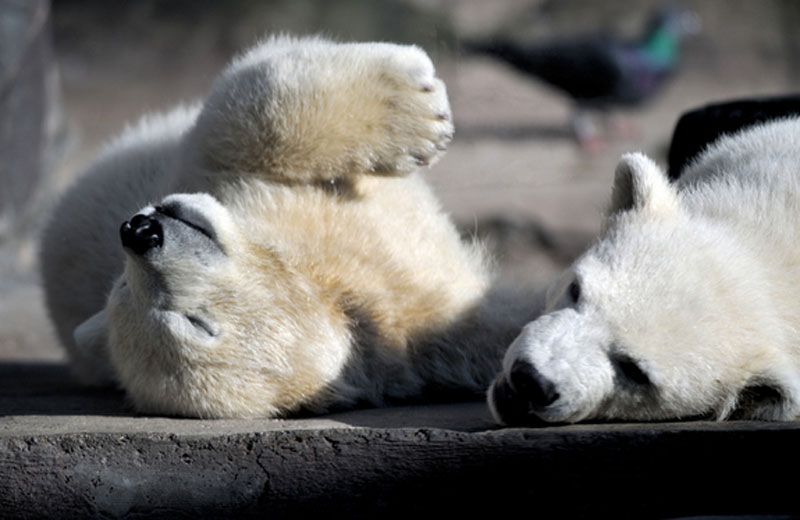 Sleep Tight! Snoozing Animals Gallery | Live Science