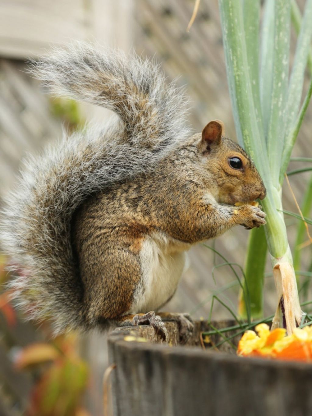 Keeping Animals Out Of Containers - How To Protect Potted Plants From ...