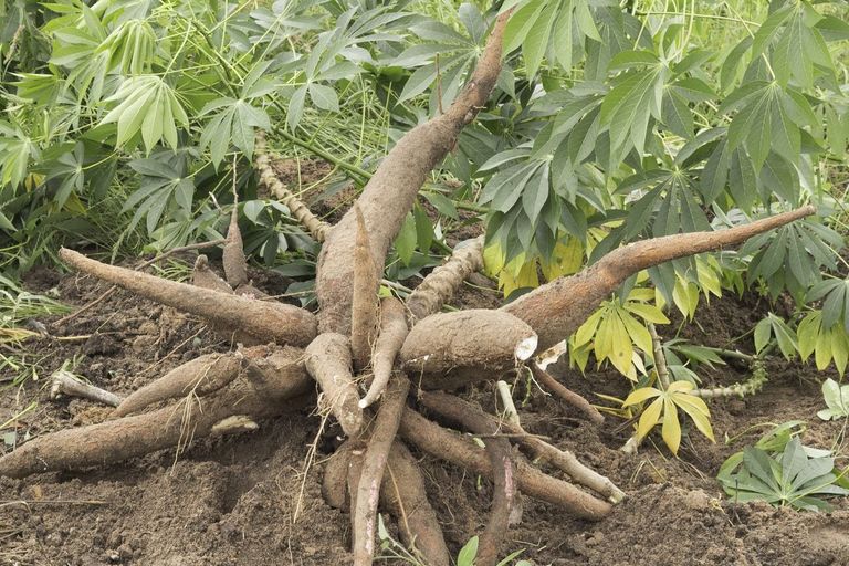 Harvesting Tapioca Roots: Learn When To Harvest Tapioca Root In Gardens ...