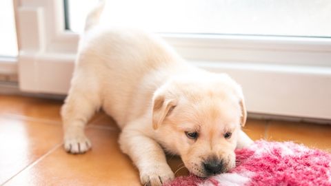 Why your dog is chewing the carpet and how to stop it | PetsRadar