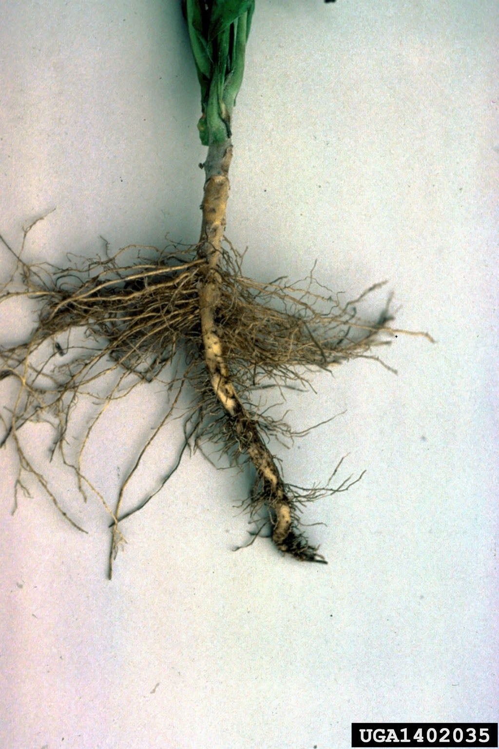 Root Lesion Nematode Management – Learn How To Prevent Lesion Nematodes ...