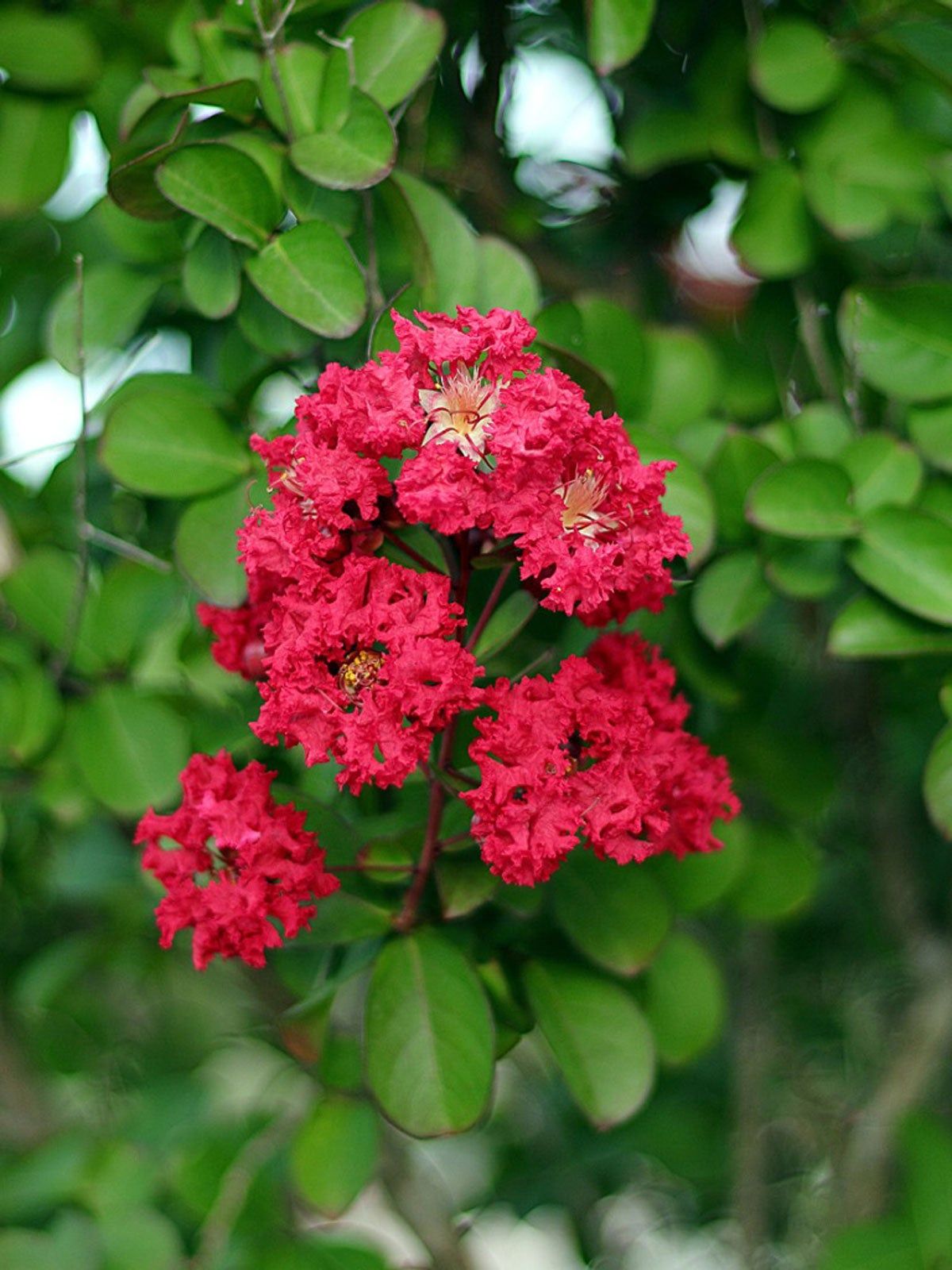 When To Fertilize Crape Myrtles – Tips For Fertilizing Crape Myrtle Trees | Gardening Know How