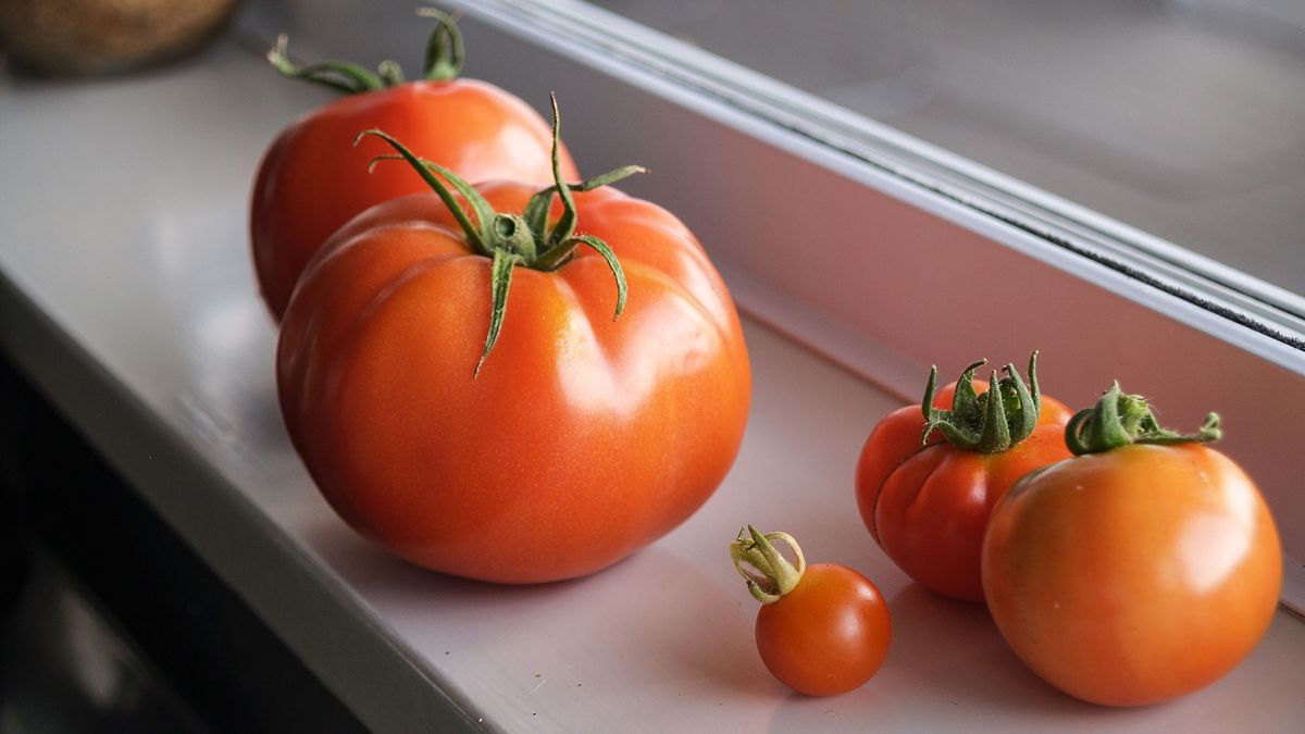 3 ways to tell that your tomatoes are ready to harvest | Tom's Guide
