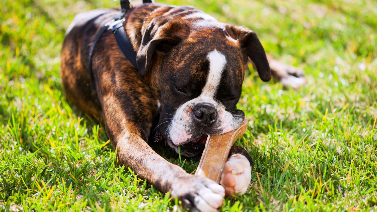 Brindle dog breeds with distinctive tiger-striped markings | PetsRadar