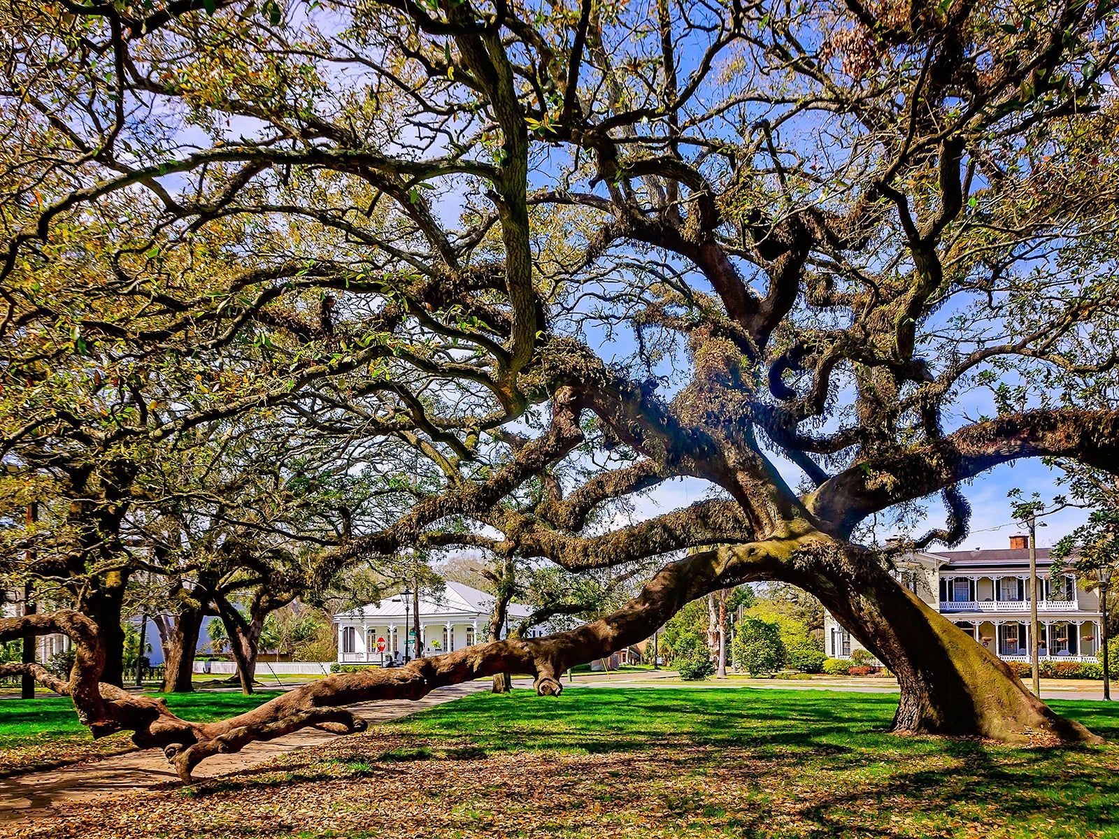 10 Trees That Will Add Value To Your Home – According To Experts ...