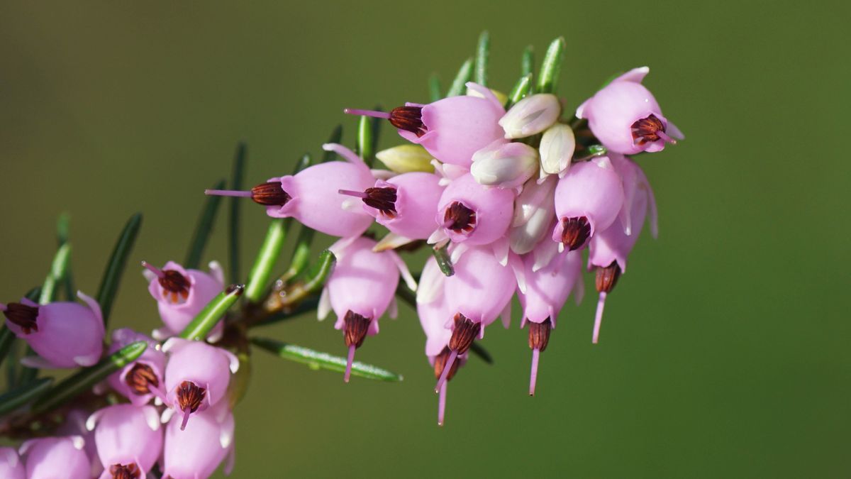 7 best winterproof plants to survive the cold | Tom's Guide