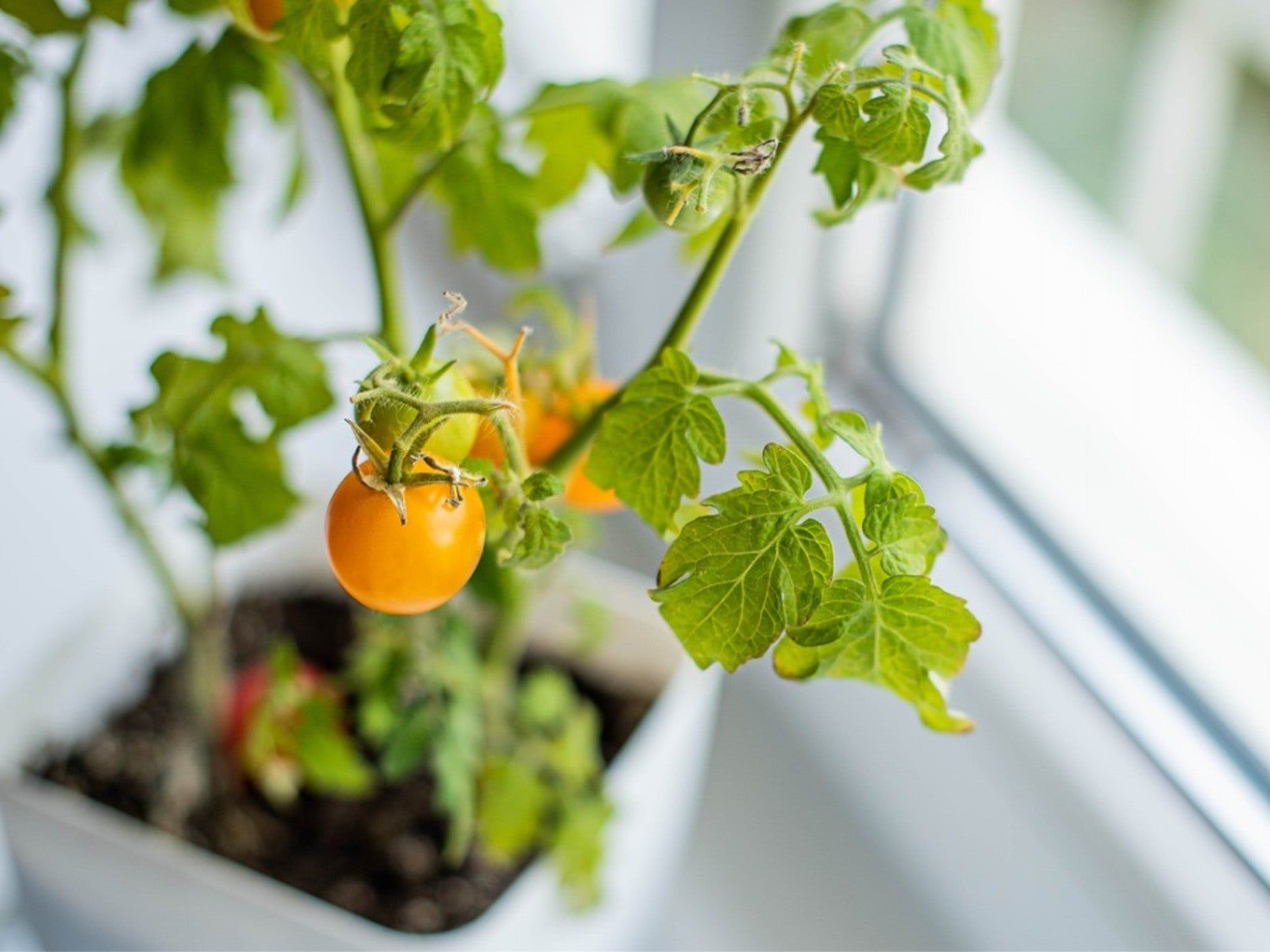 Tips & Information about Tomatoes | Gardening Know How
