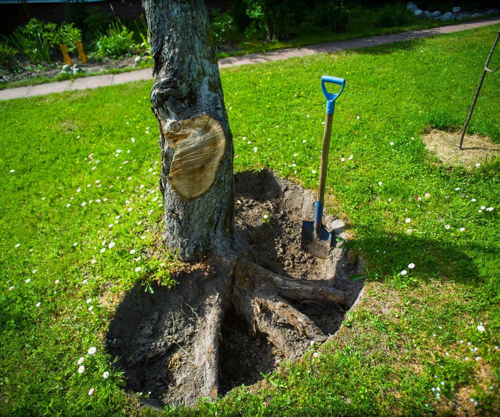 How to Landscape Around Trees for a Stunning Look That Actually ...