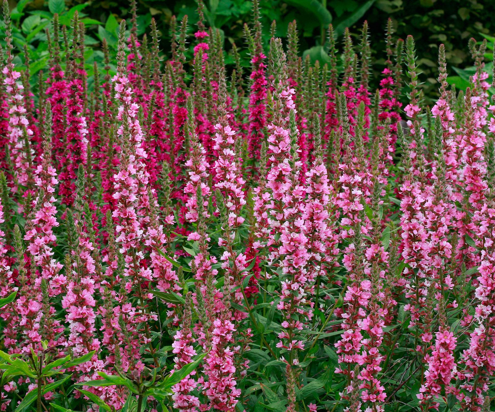 Plants for wet soil: 16 varieties for damp places | Homes and Gardens