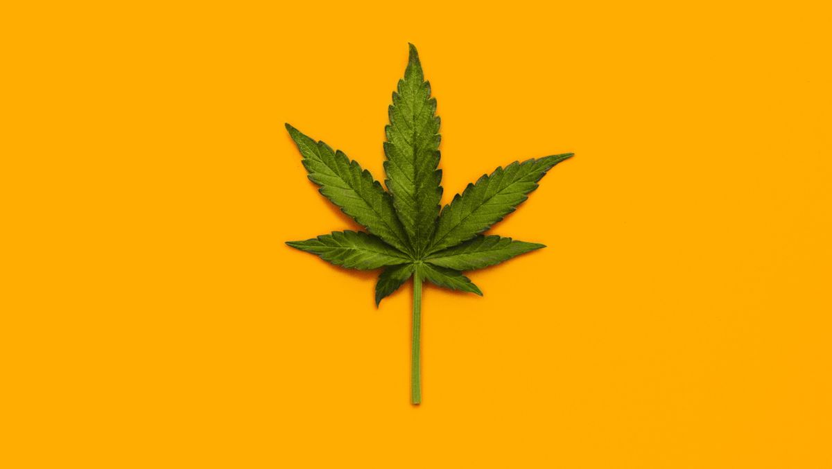 Weed, the Midterms, and What to Expect | Marie Claire