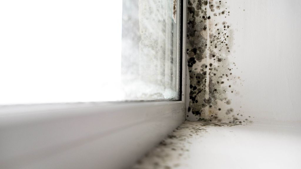 Mold vs. dust: How to tell the difference and remove both from your ...