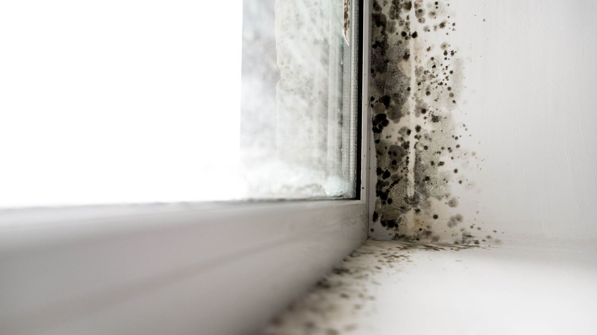 How dangerous is it to have mold in your home? Here's what the experts ...