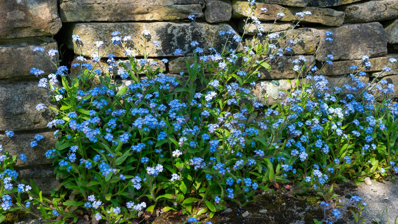 When to sow forget-me-not seeds in the ground or containers | Ideal Home