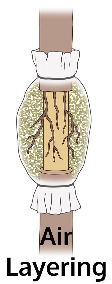 Plant Layering Information - What Plants Can Be Propagated By Layering ...