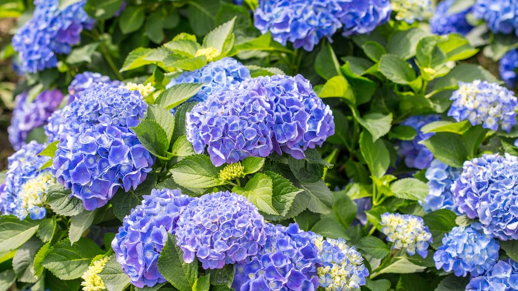 Guide To Fertilizing Hydrangeas For Huge Blooms Every Year | Gardening ...