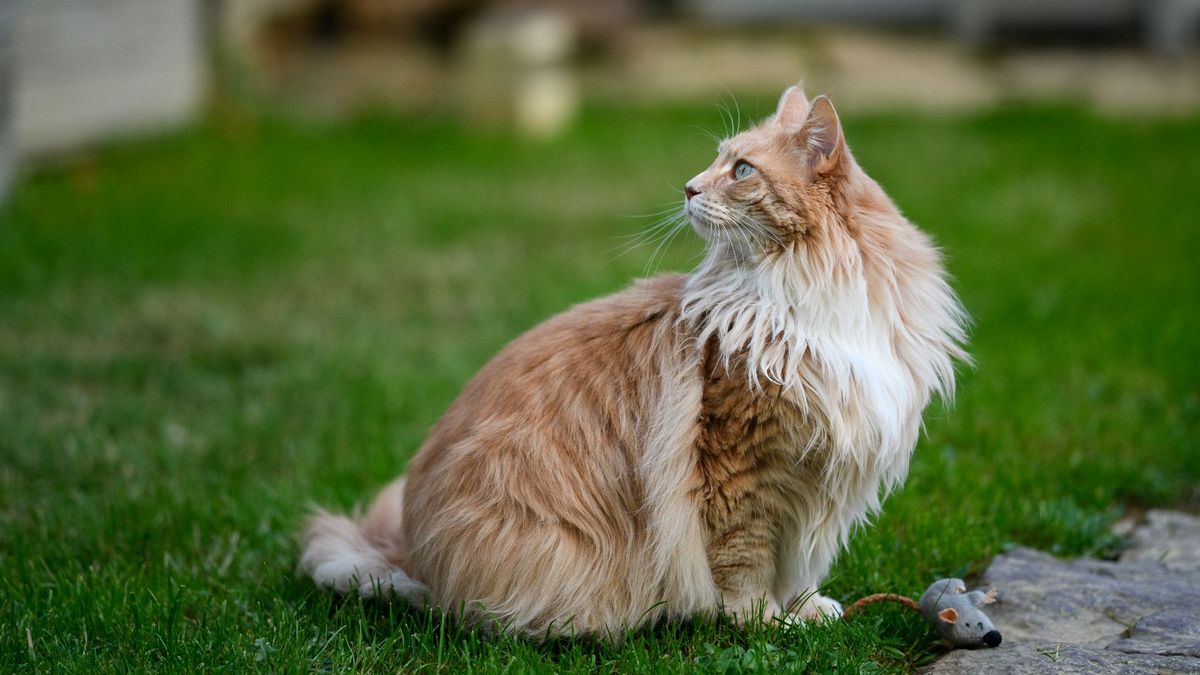 32 high-maintenance cat breeds | PetsRadar