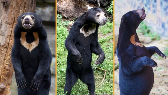 Sun bear: The little carnivores that look so similar to humans they've ...