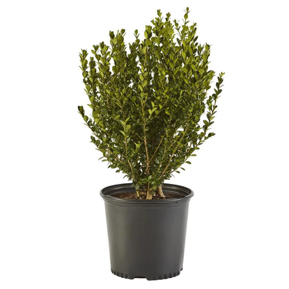 The best shrubs for containers – 6 options perfect for pots | Livingetc