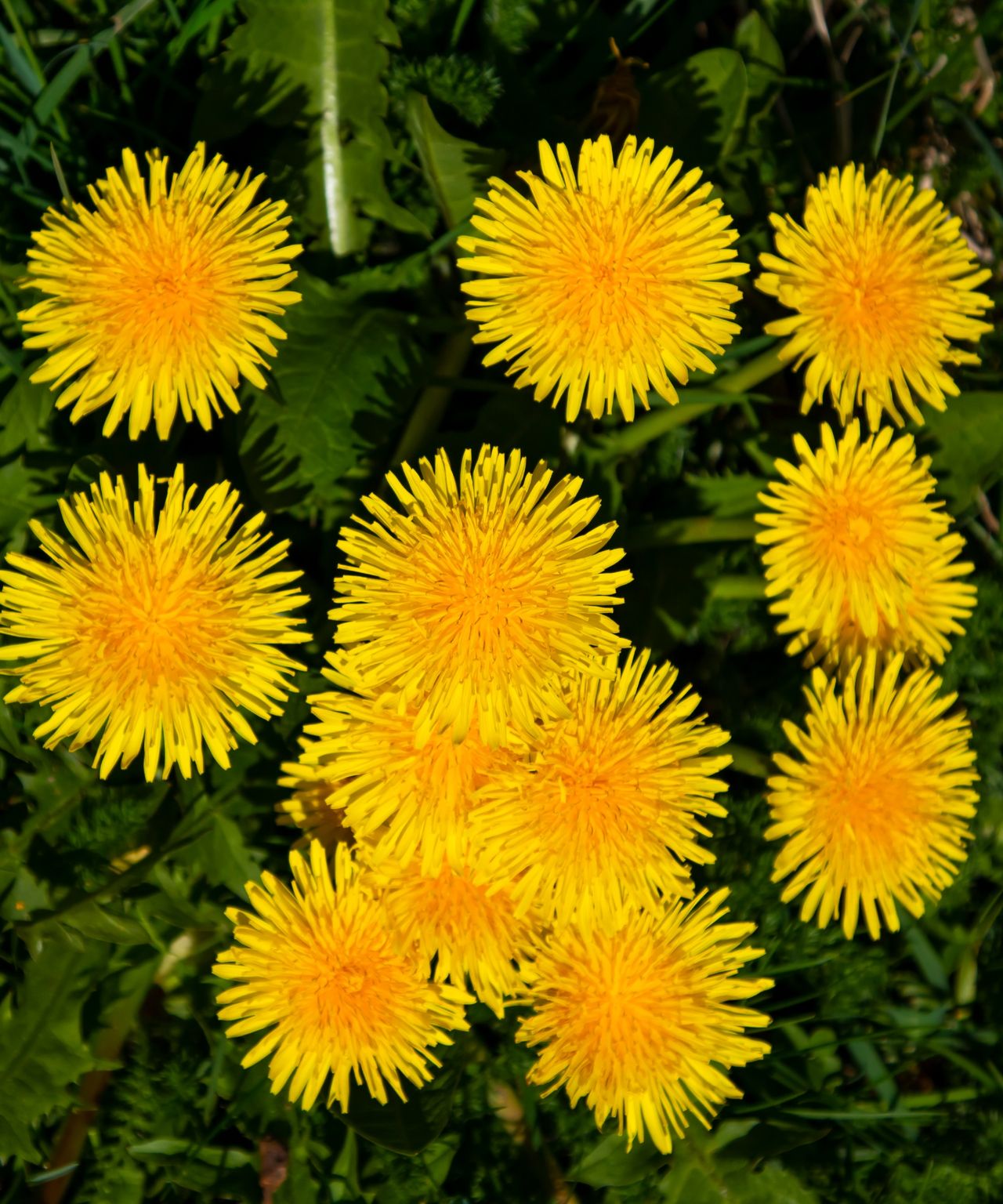 Using salt to kill weeds: here's what you need to know | Homes and Gardens