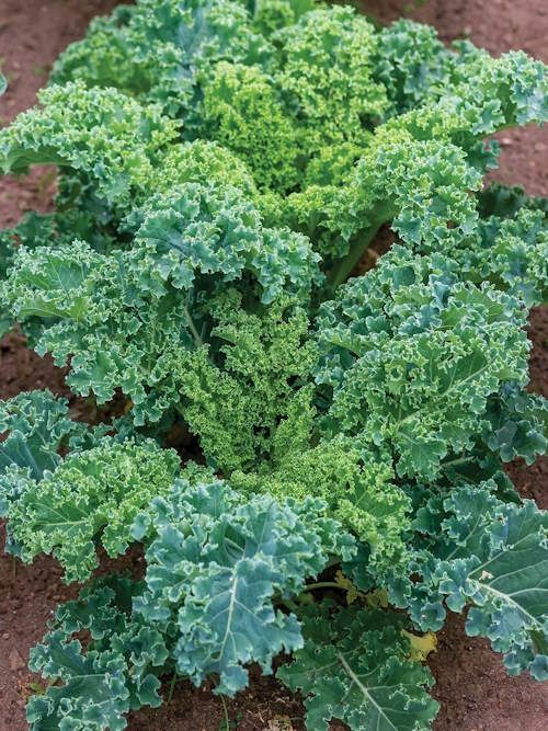 How to grow kale in pots - expert tips for great harvests | Homes and ...