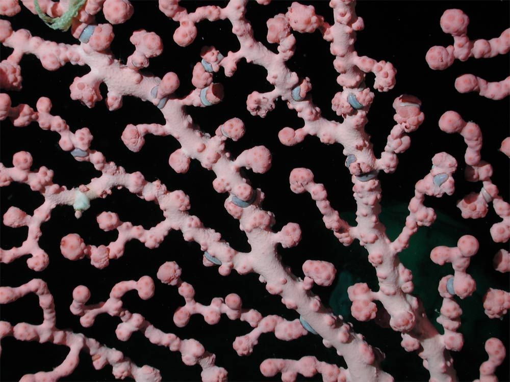 How a Bubblegum Coral Conquered the Globe | Live Science