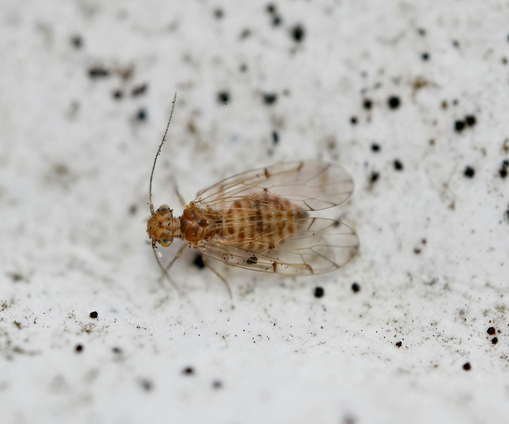 How to get rid of booklice, according to pest control experts ...