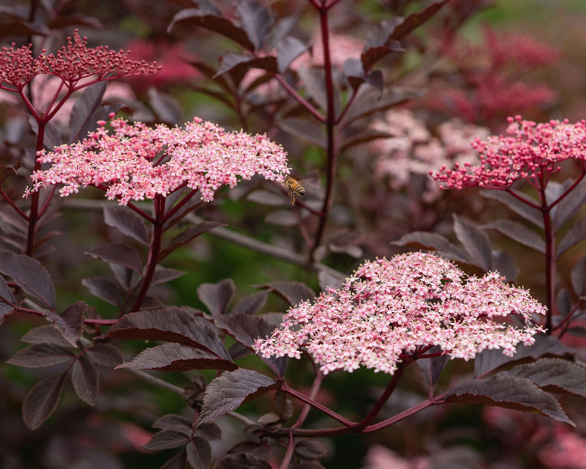 Best fast-growing shrubs: 10 quick ways to add impact | Gardeningetc