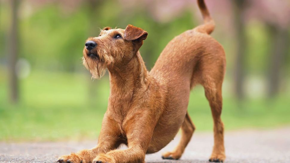 32 quick and easy tricks to teach your dog | PetsRadar