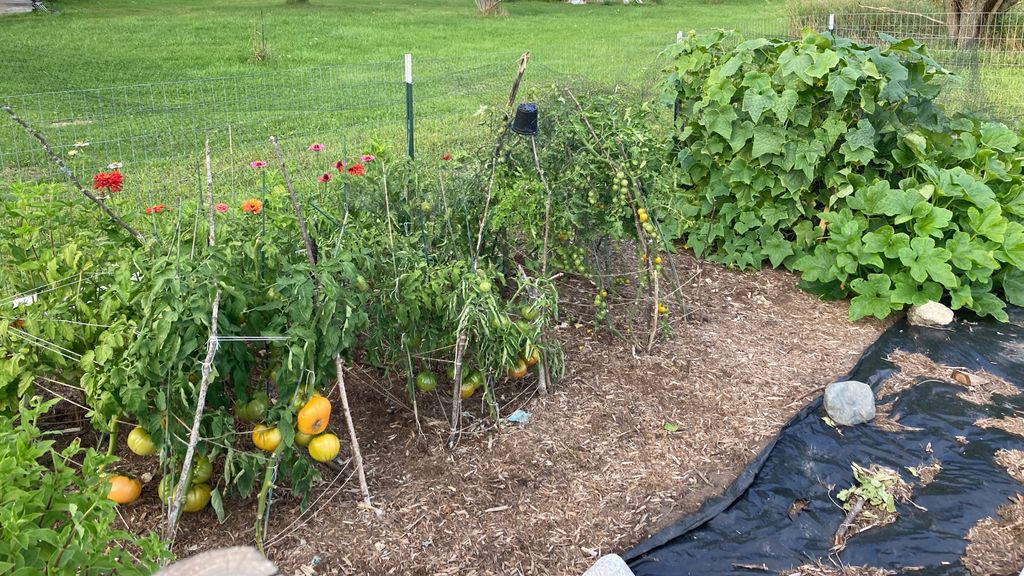 How To Turn An Overgrown Field Into A Garden Full Of Produce ...