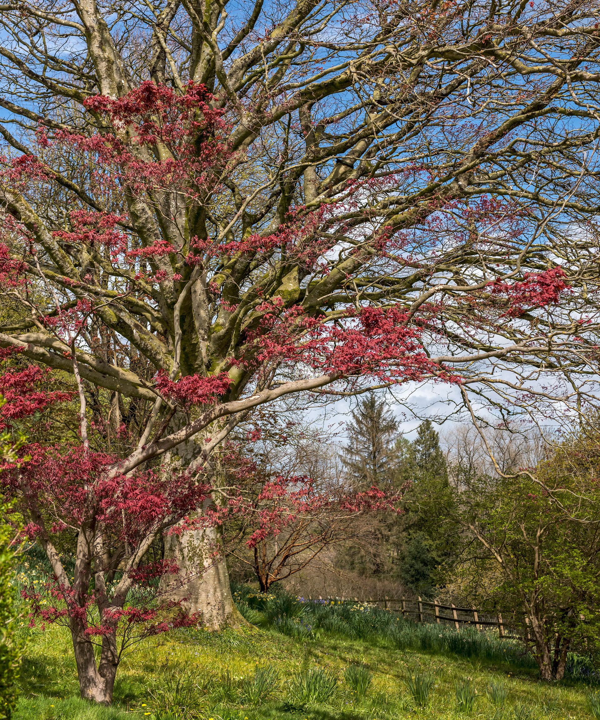 How to identify British trees – by leaf, fruit, shape, size, bark and ...