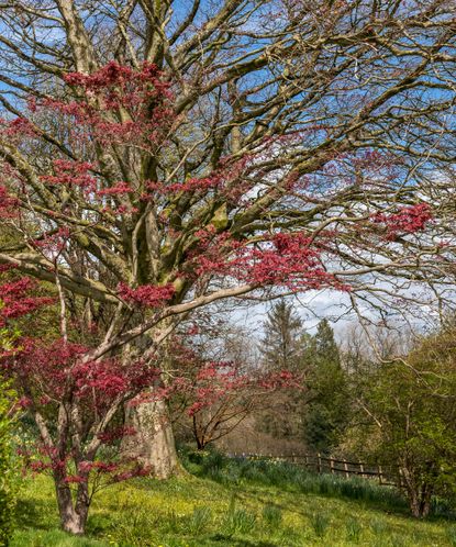 How to identify British trees – by leaf, fruit, shape, size, bark and ...